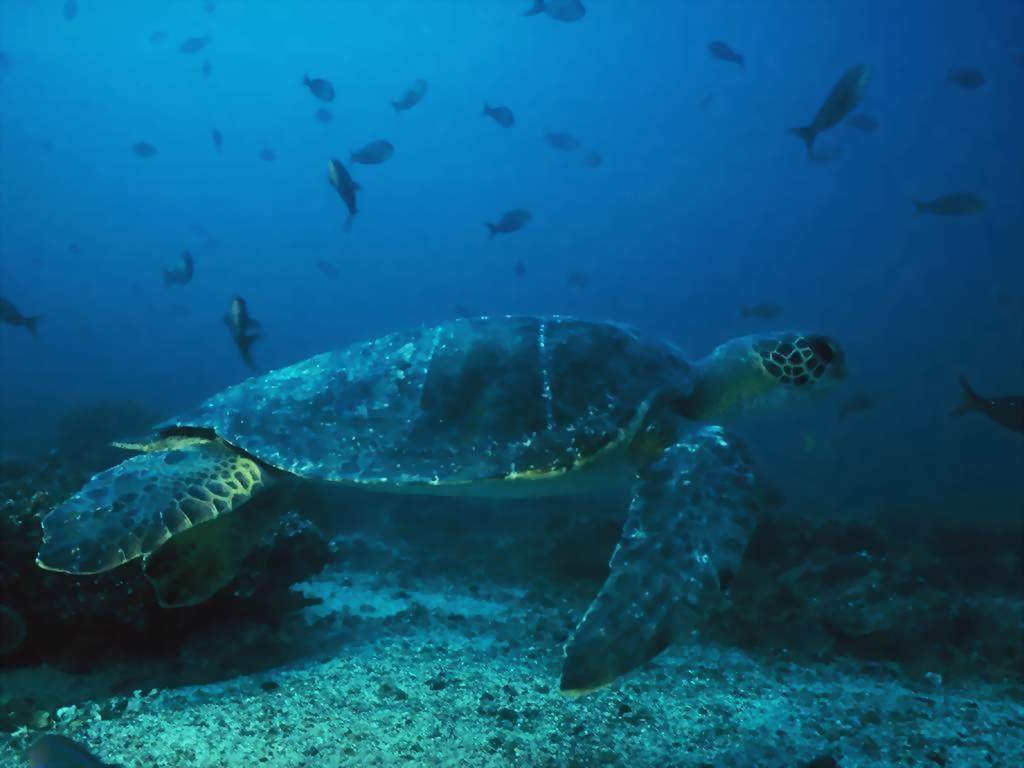 Wallpapers tortue de mer Animaux - Annuaire Web France fonds d'écran ...