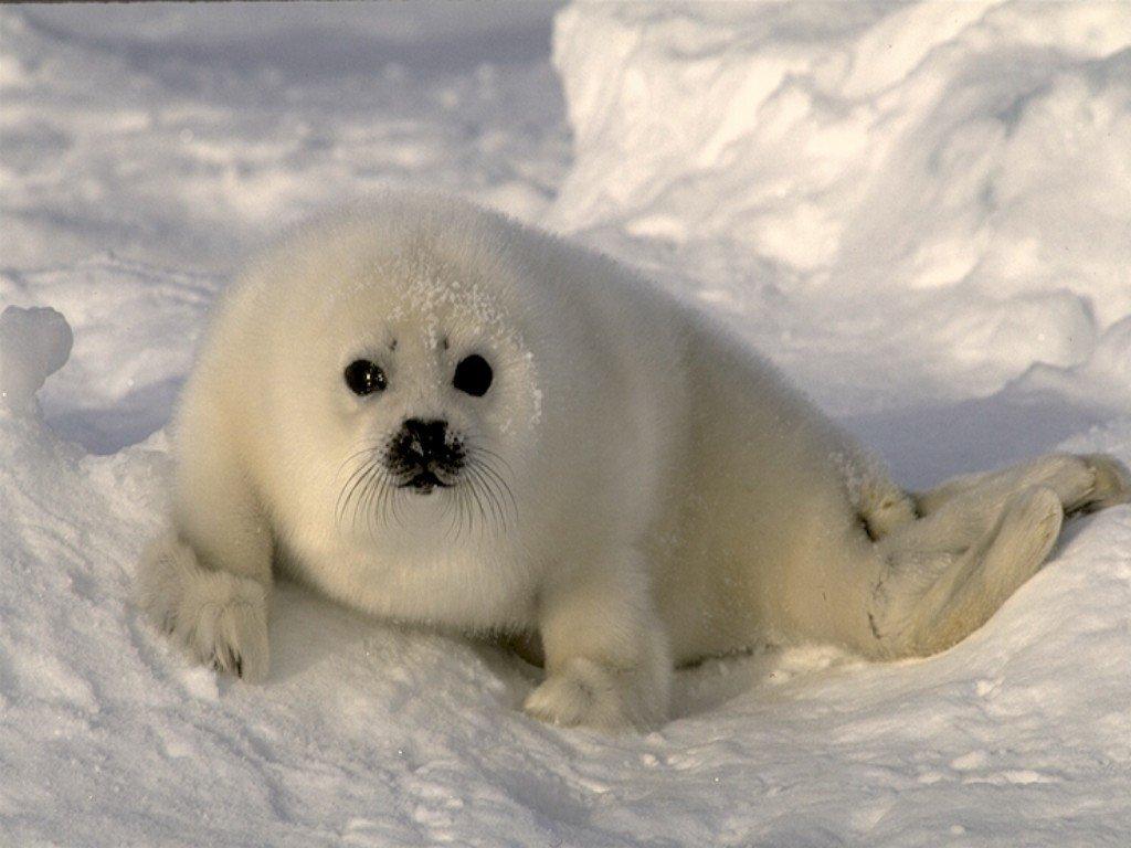 Wallpapers otarie Animaux - Annuaire Web France fonds d'écran Animaux ...